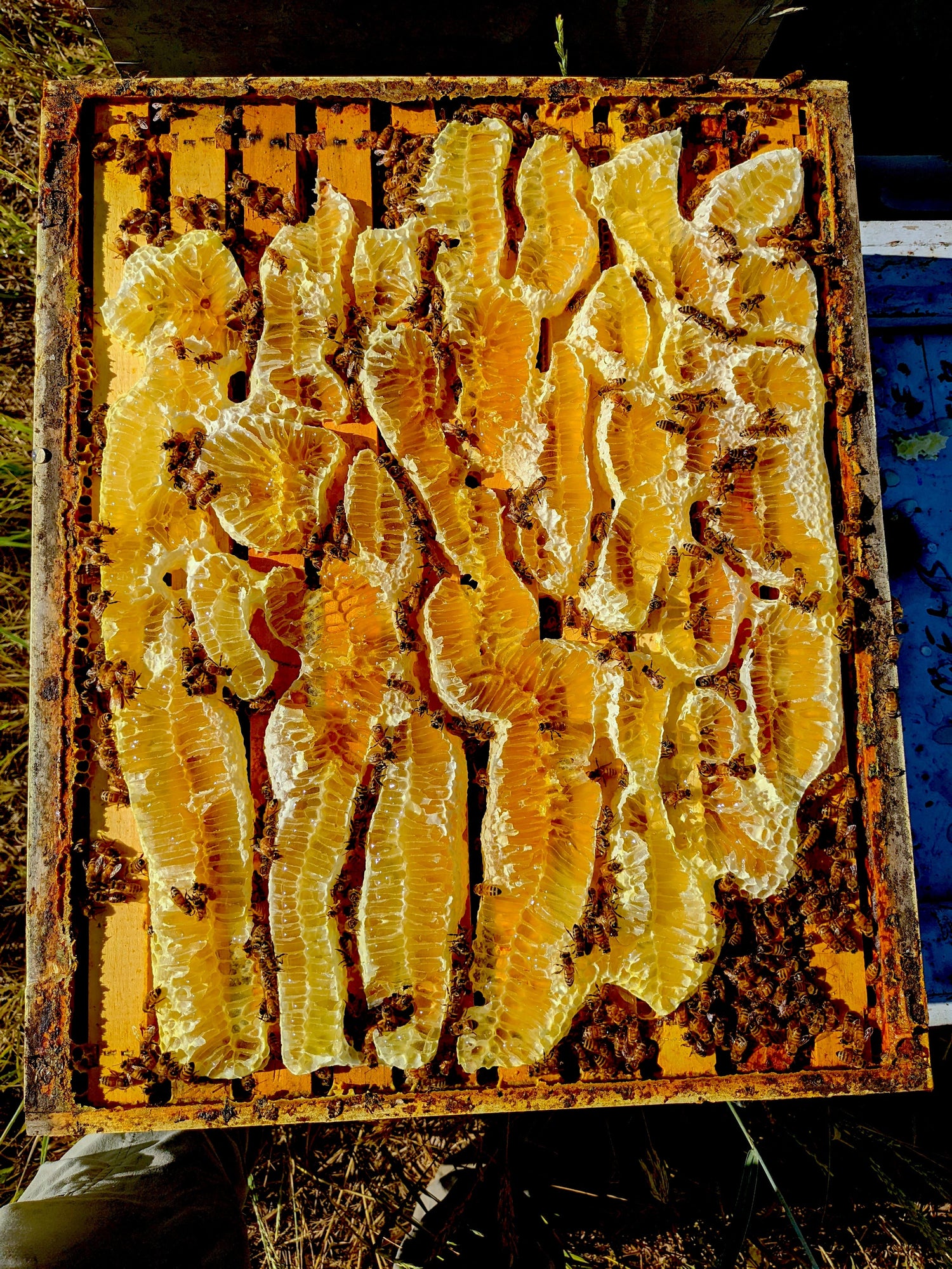 Homer's Honeybee | Bees, Honey, Beekeeping Supplies & Skincare in Utah