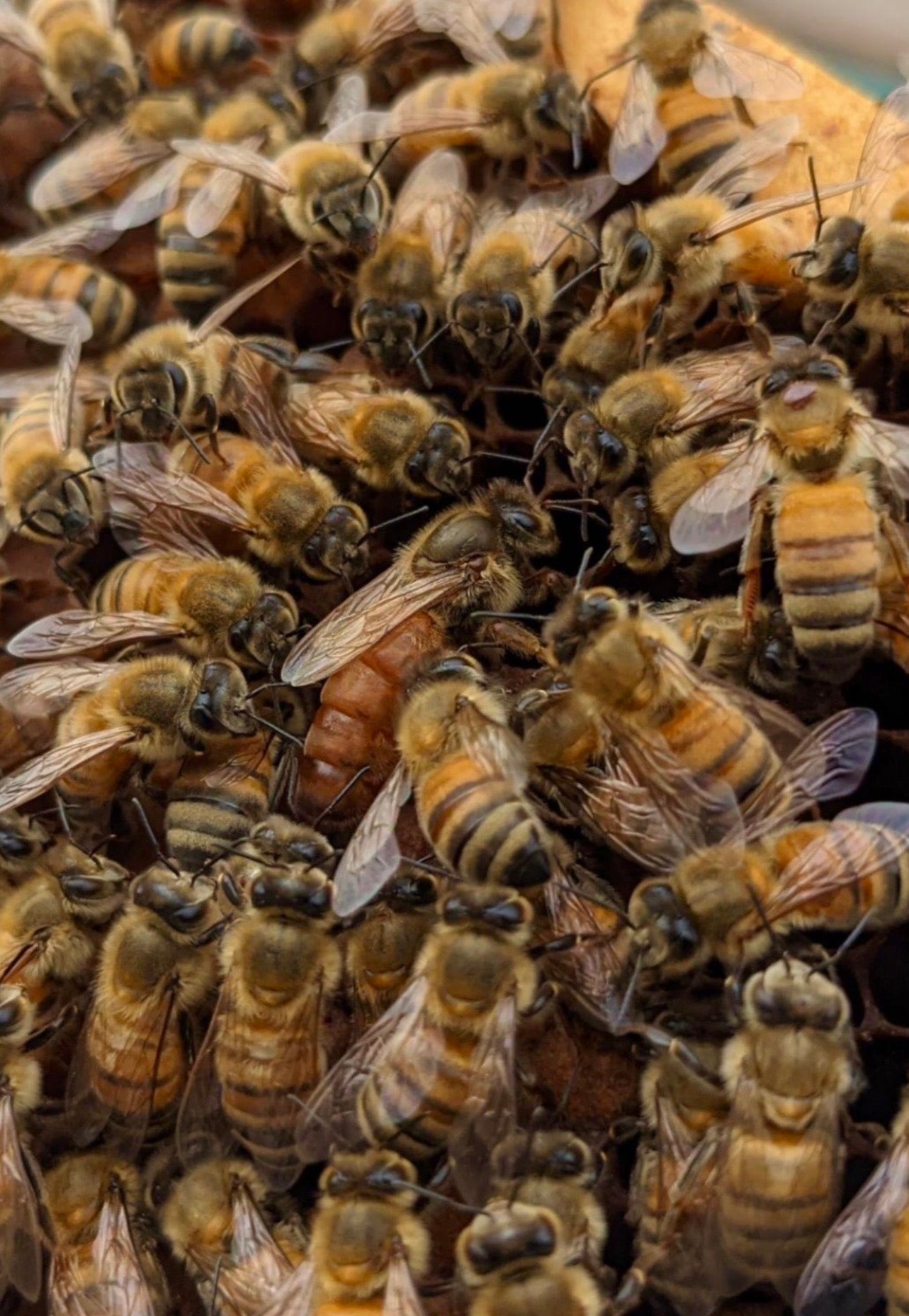 Homer's Honeybee | Bees, Honey, Beekeeping Supplies & Skincare in Utah