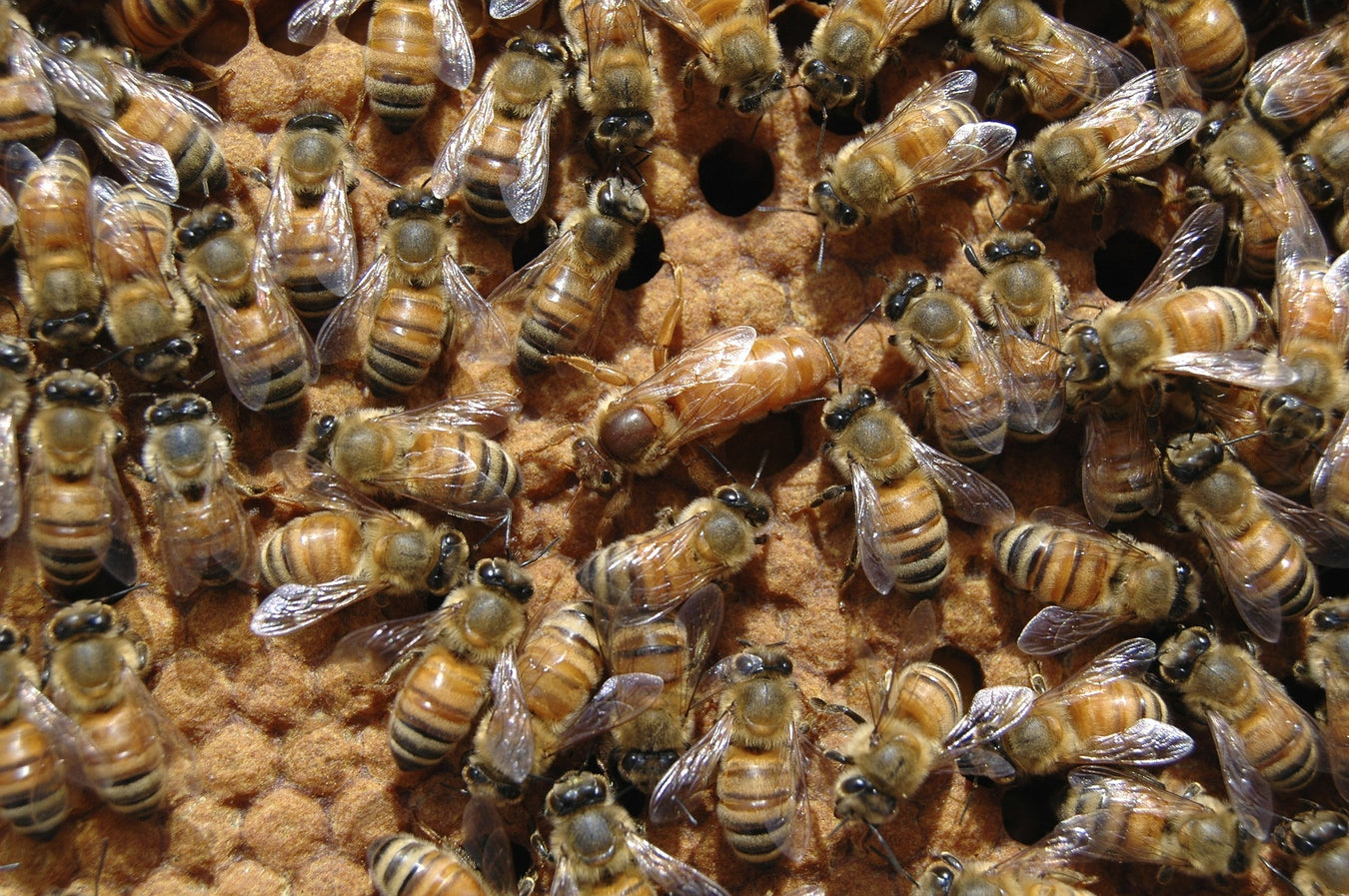 Honey Bees – Homer's Honeybee