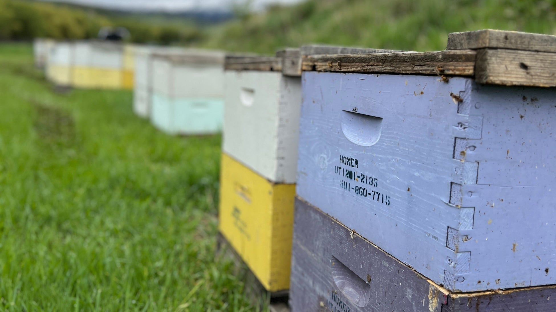 Homer's Honeybee | Bees, Honey, Beekeeping Supplies & Skincare in Utah